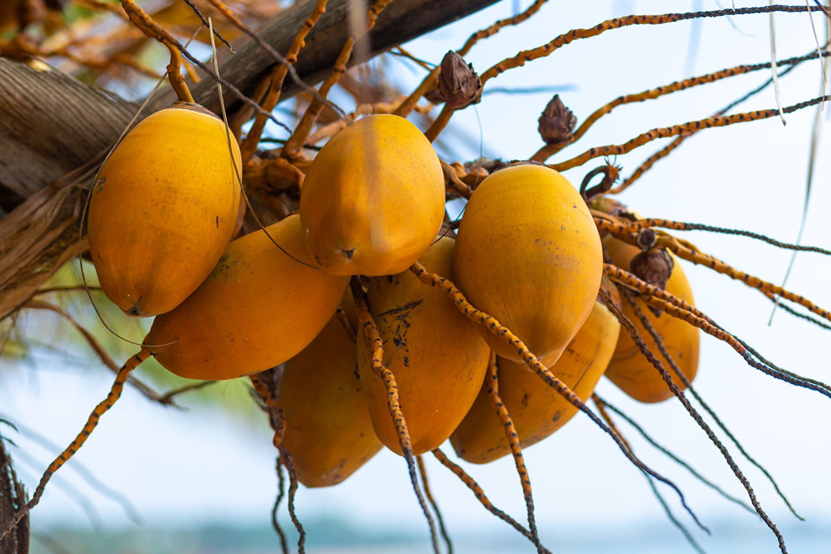 The King of all coconuts - Ceylonagbiz